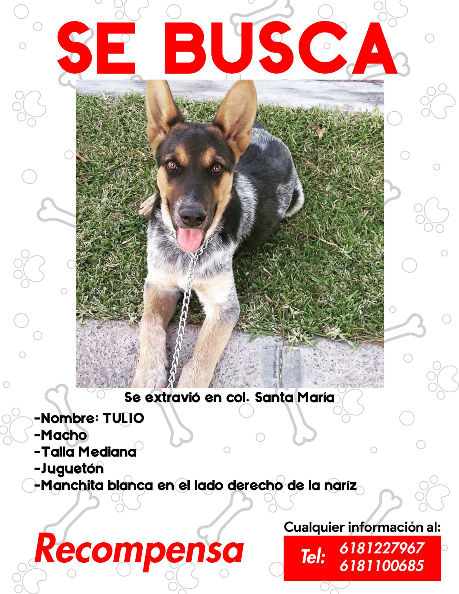 Tulio vuelve a casa - La Desvelada